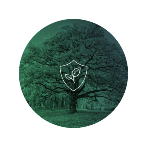 Home - Oka, The Carbon Insurance Company