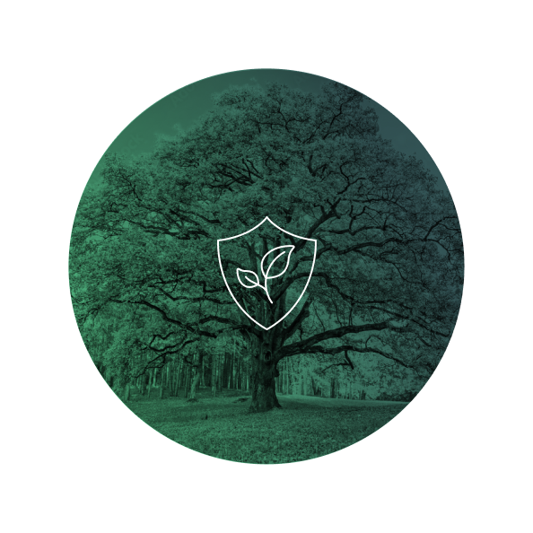 Home - Oka, The Carbon Insurance Company